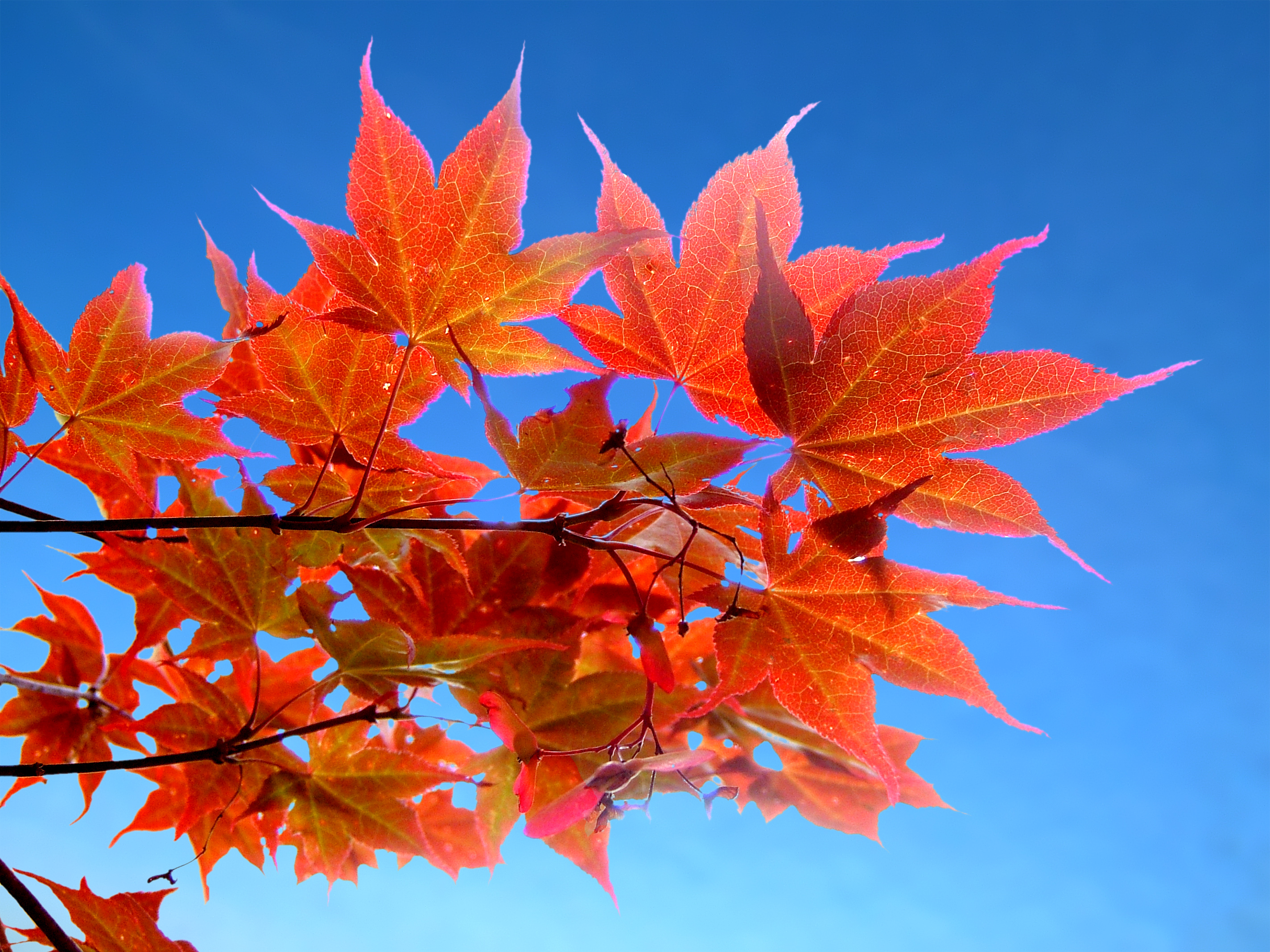  Falling Into Health Yoga Body Nutrition